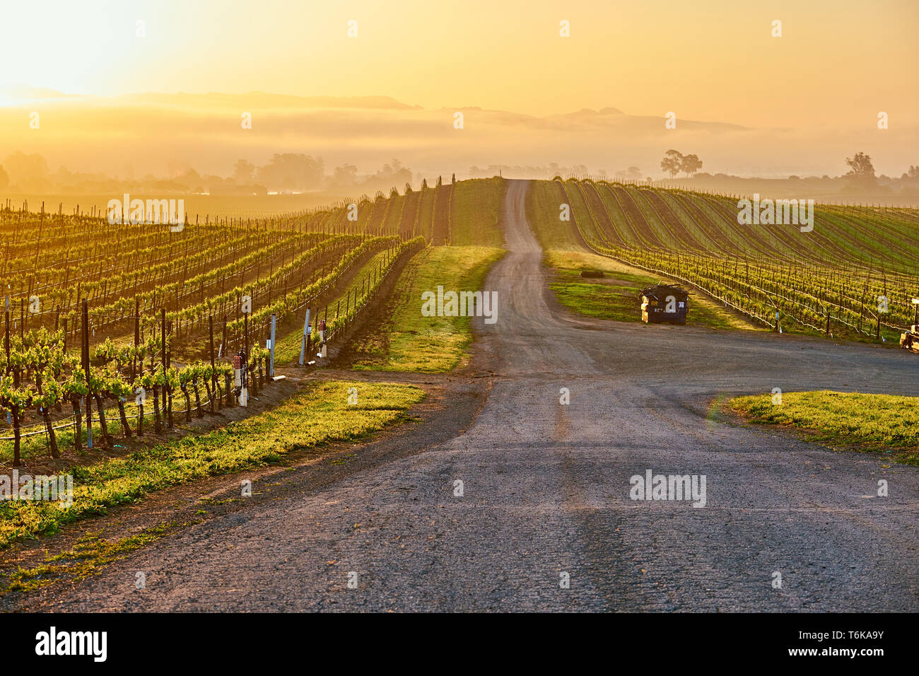 Napa valley vineyards sunrise hi-res stock photography and images - Alamy