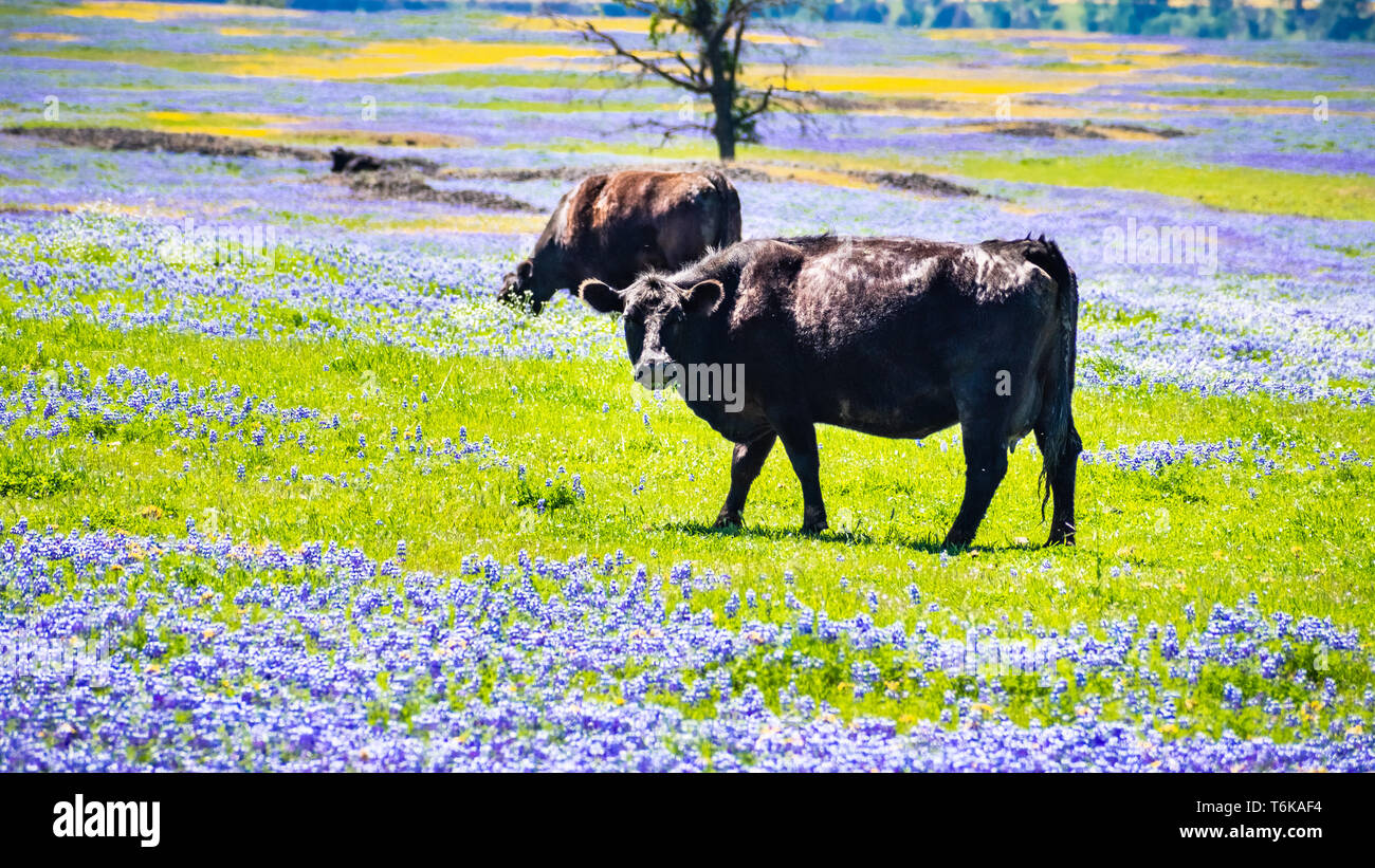 Meadow covered in Sky Lupine (Lupinus nanus) wildflowers, North Table ...