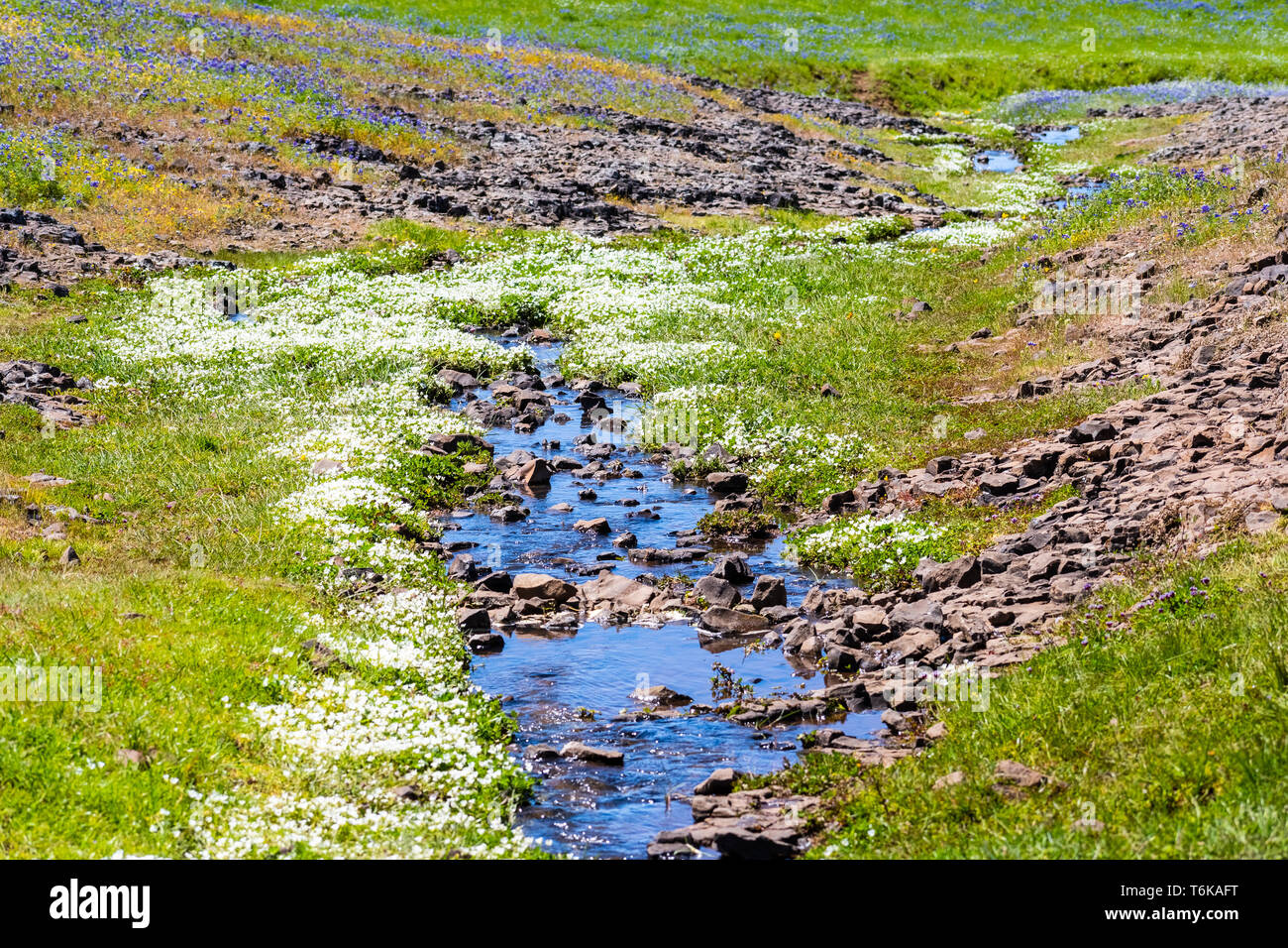 White meadowfoam (Limnanthes alba) blooming on the shores of a creek ...