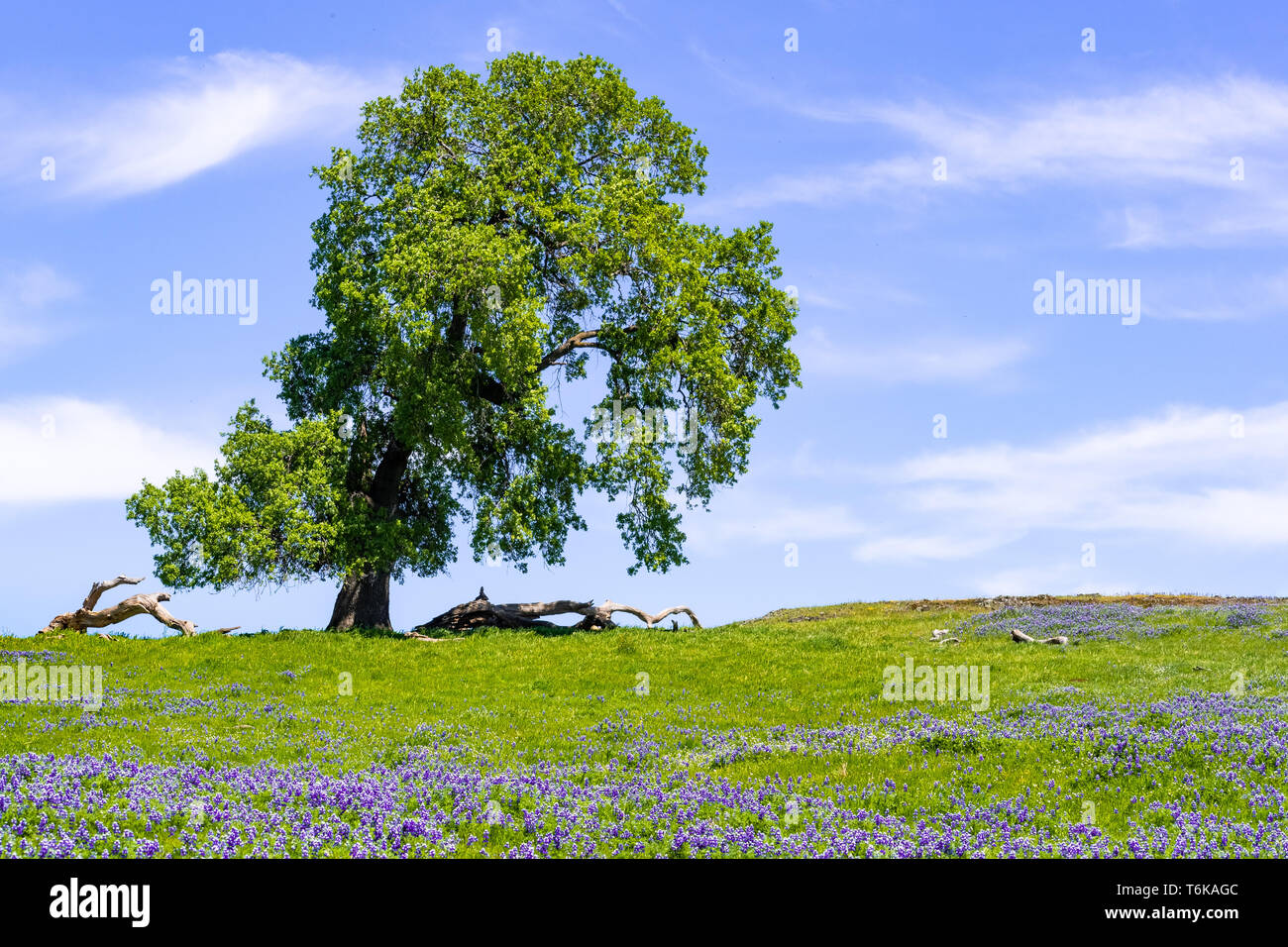 Oak tree growing on a meadow covered in blooming wildflowers on a sunny ...