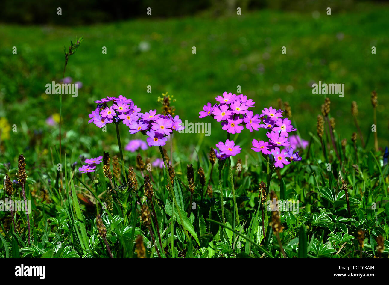 bird's-eye primrose, alpine flower, austria, europe Stock Photo - Alamy