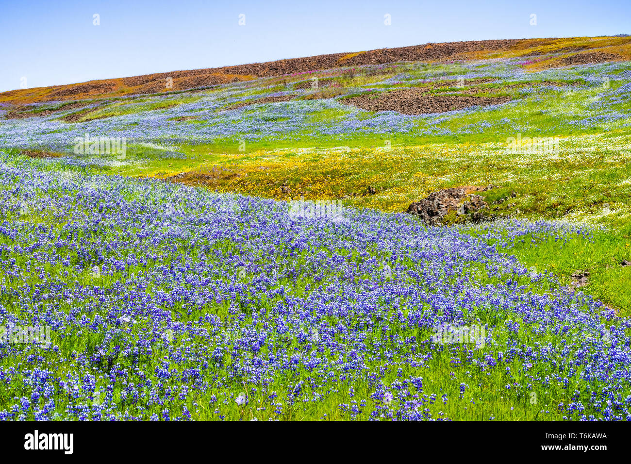 Meadow covered in Sky Lupine (Lupinus nanus) wildflowers, North Table ...