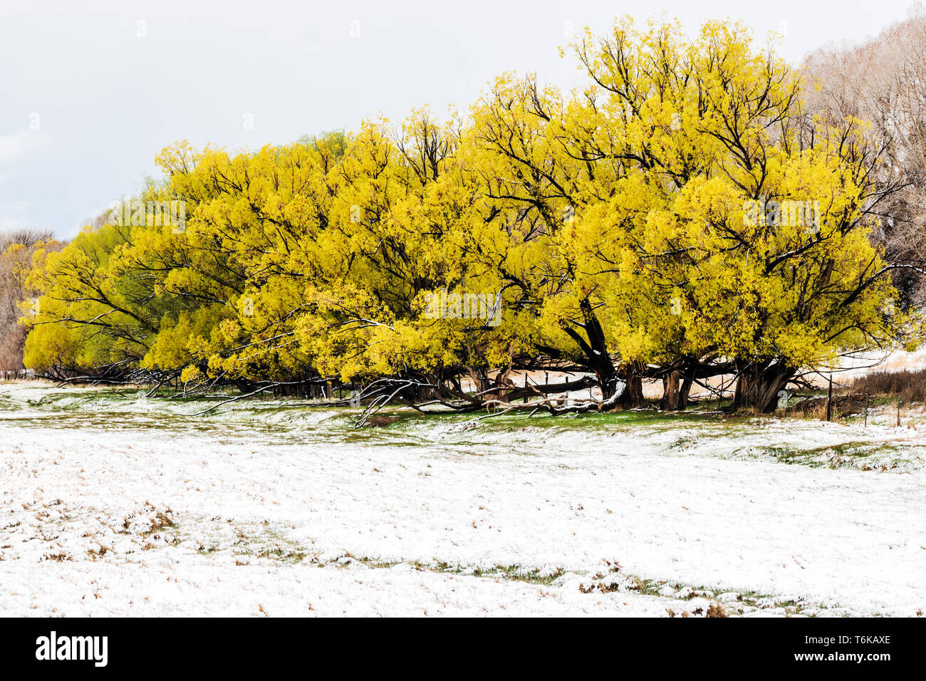 Golden willow hi-res stock photography and images - Alamy