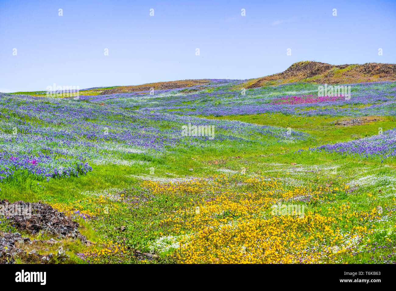 Wildflowers blooming on the rocky soil of North Table Mountain ...