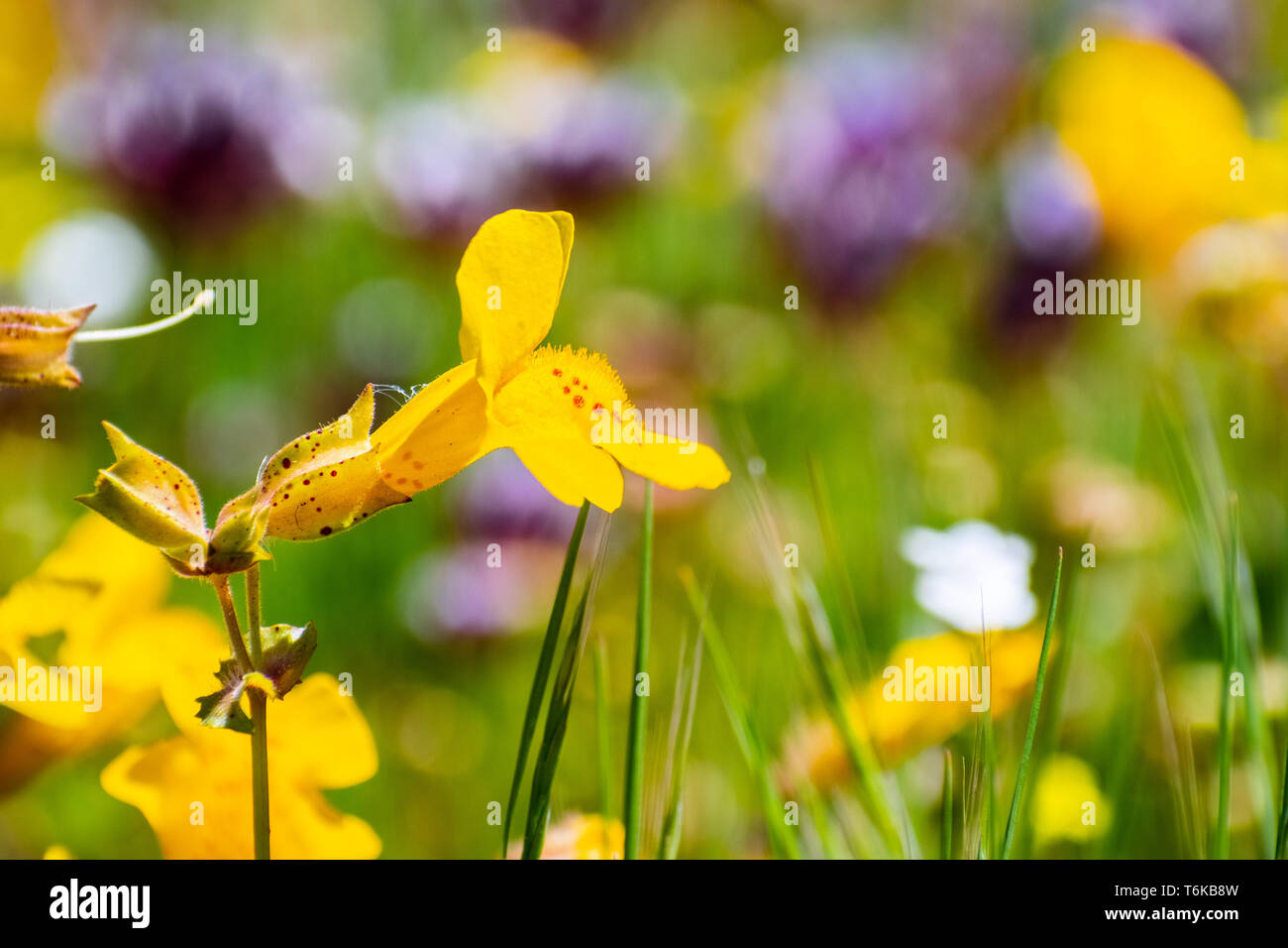 White mimulus hi-res stock photography and images - Alamy