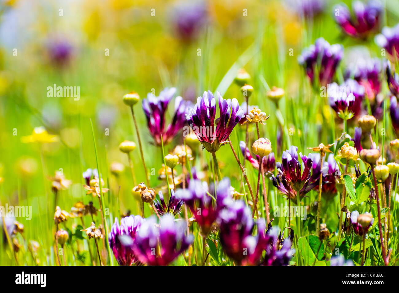 Trifolium variegatum hi-res stock photography and images - Alamy