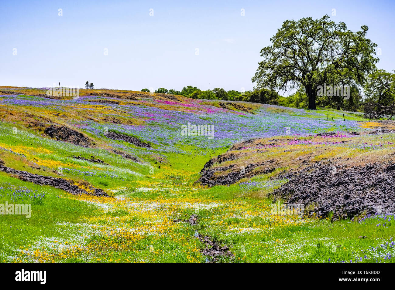 Table mountain flowers hi-res stock photography and images - Alamy