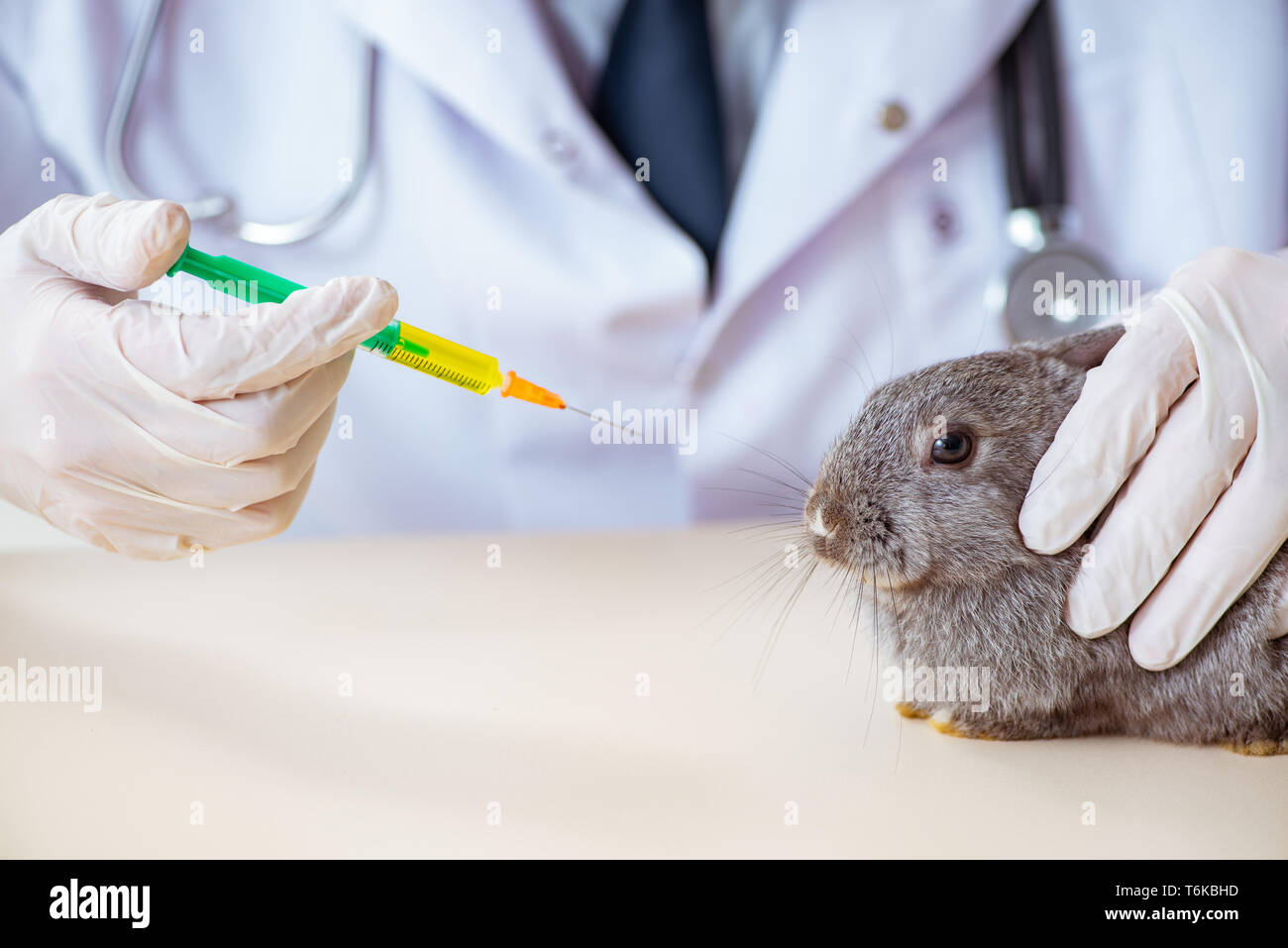 The scientist doing testing on animals rabbit Stock Photo - Alamy