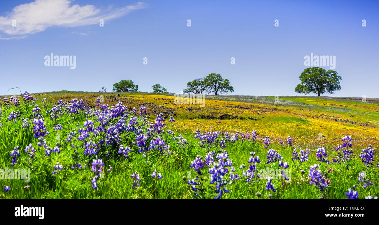 Wildflowers blooming on the rocky soil of North Table Mountain ...