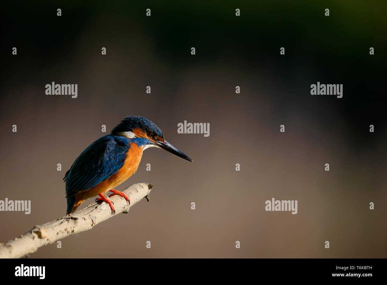 Kingfisher fish beak hi-res stock photography and images - Alamy