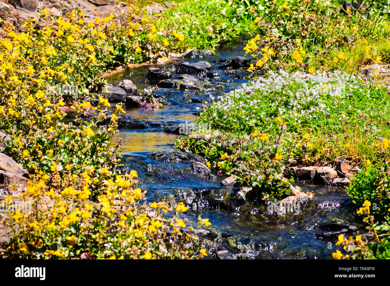 White mimulus hi-res stock photography and images - Alamy