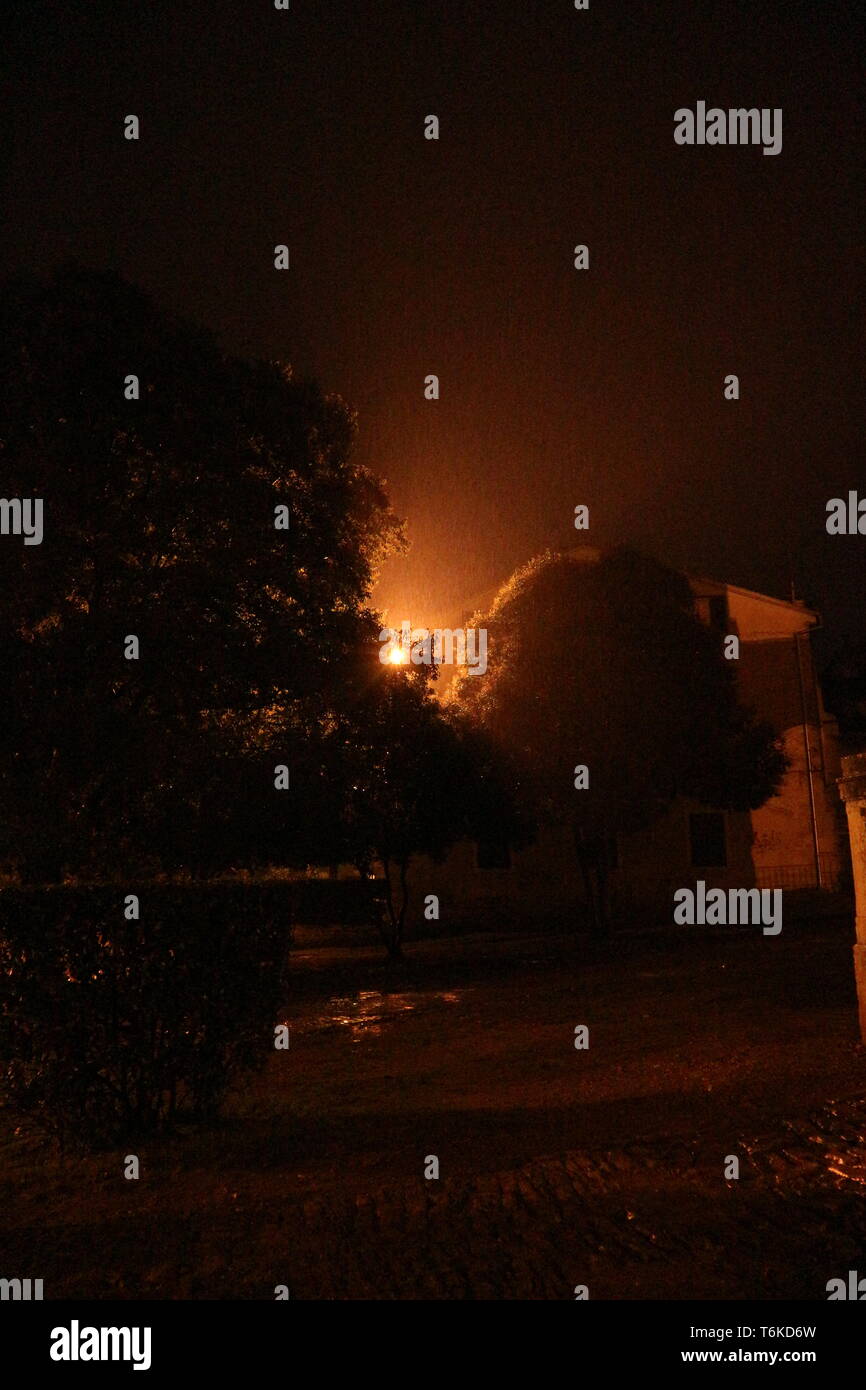 A street light shining behind a tree in the dark night. Additionally ...