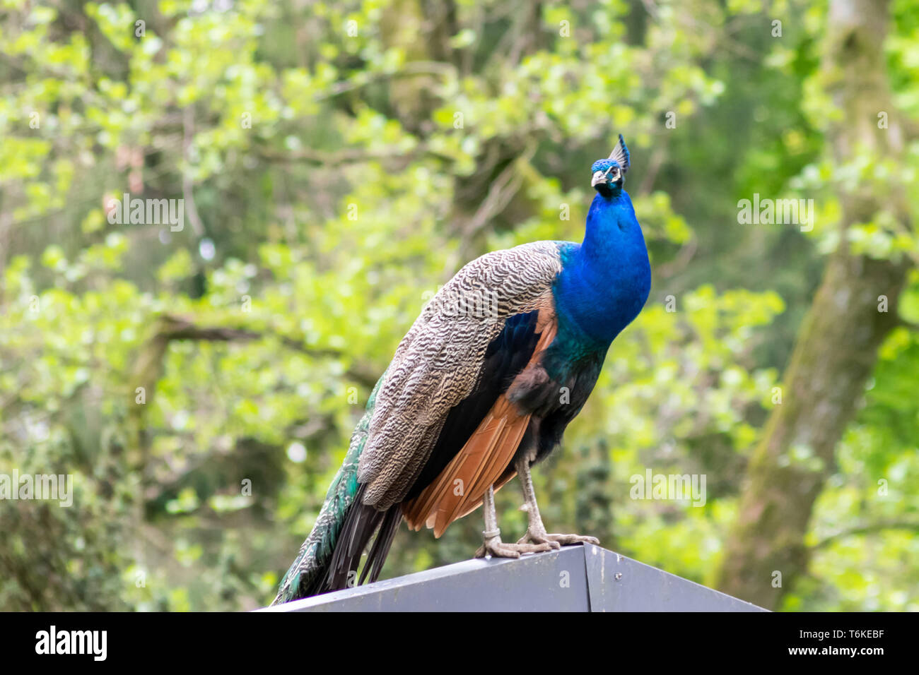Blue and white peacocks hi-res stock photography and images - Alamy