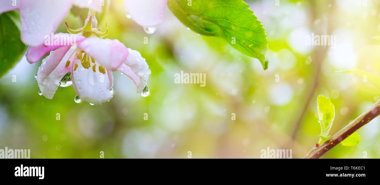 Spring Blooming flower background; Beautiful pink tree blossom and ...
