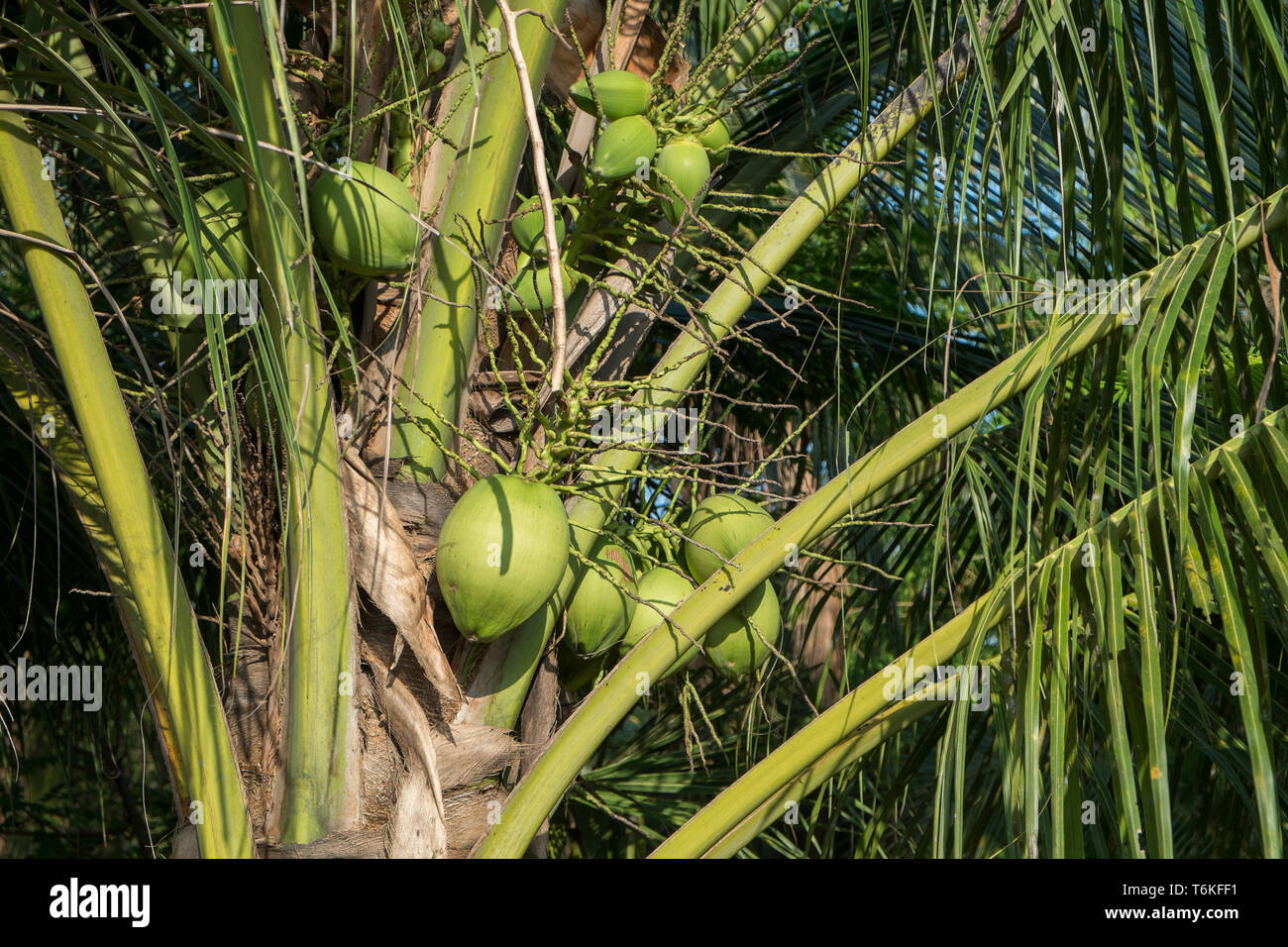 Coconut farm thailand hi-res stock photography and images - Alamy