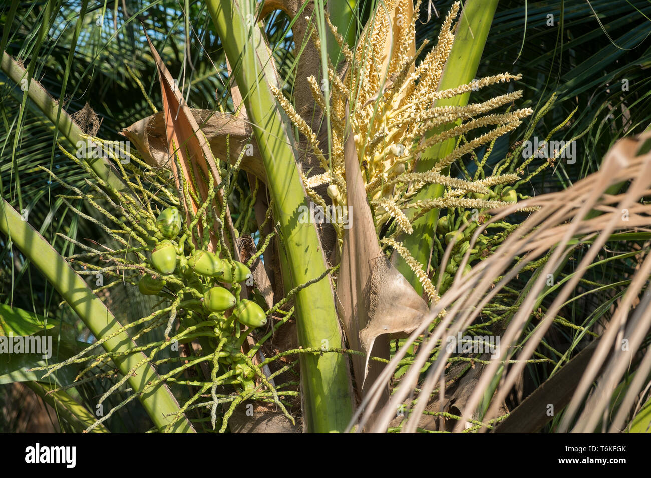 Coconut farm thailand hi-res stock photography and images - Alamy
