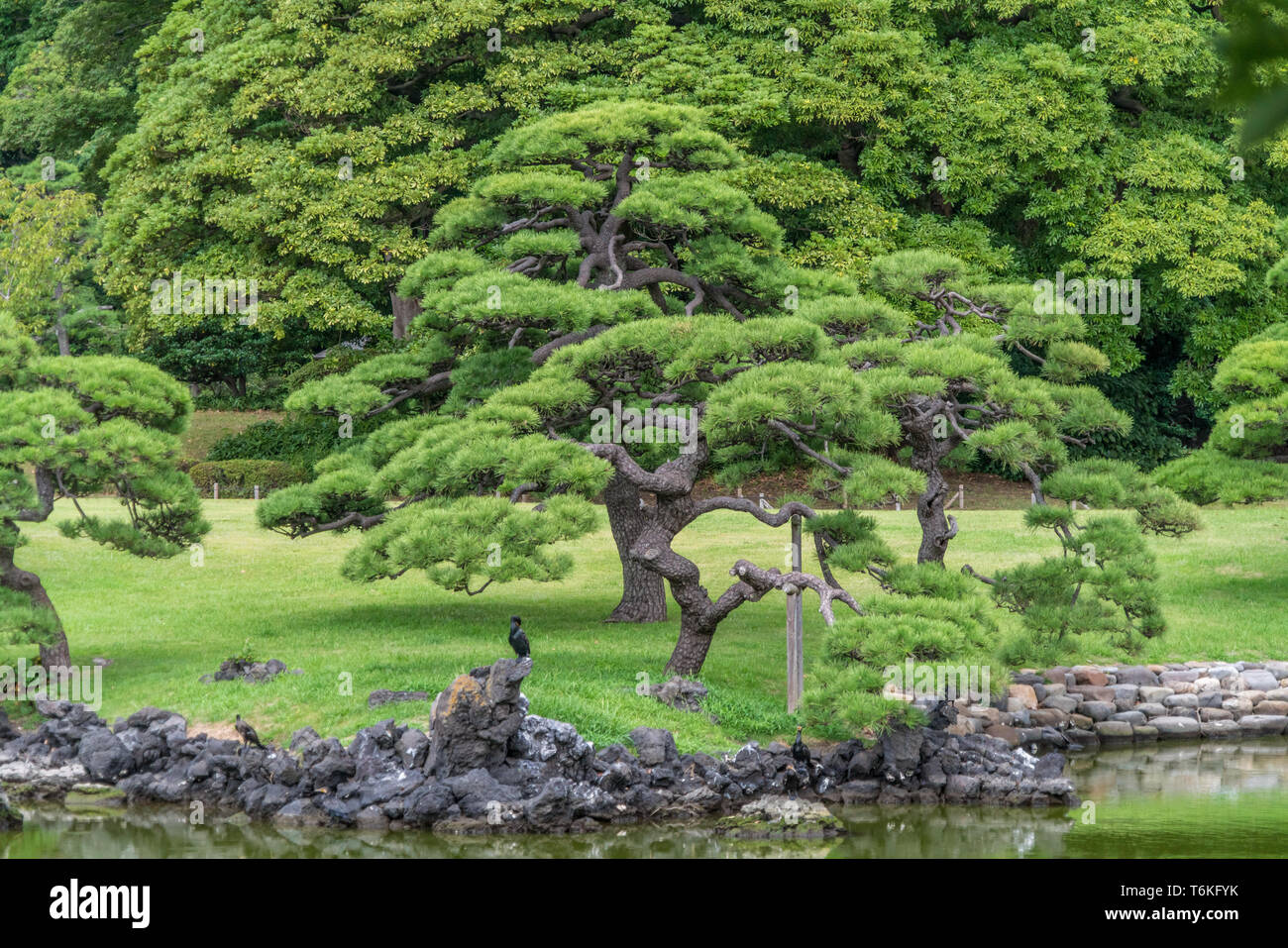 Panoramic view of Hamarikyu Gardens in Tokyo. Old japanese pine tree ...