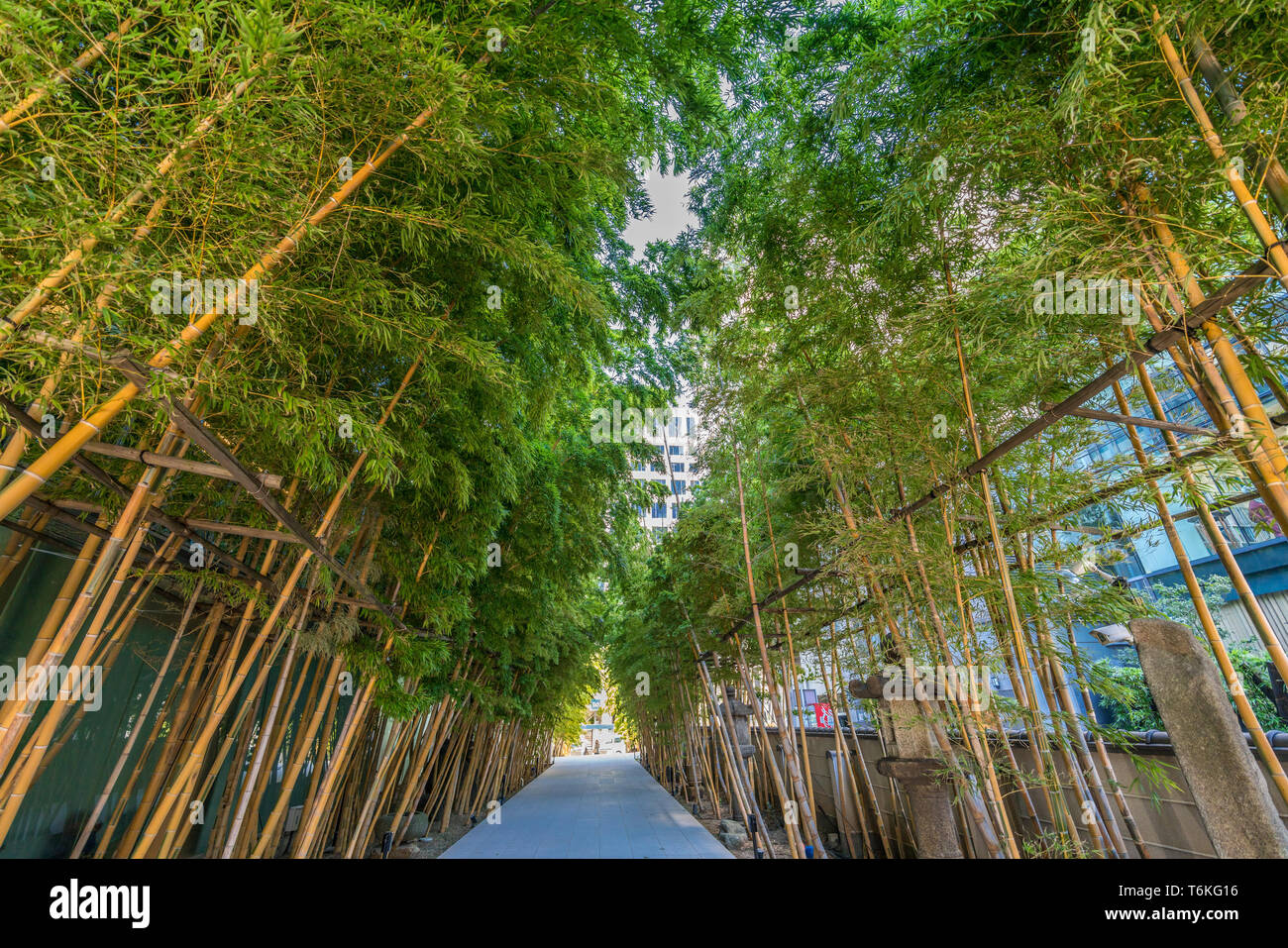 Tokyo - August 17, 2018 - Urban bamboo path entrance to at Aoyama ... Tokyo - August 17, 2018 - Urban bamboo path entrance to at Aoyama ...