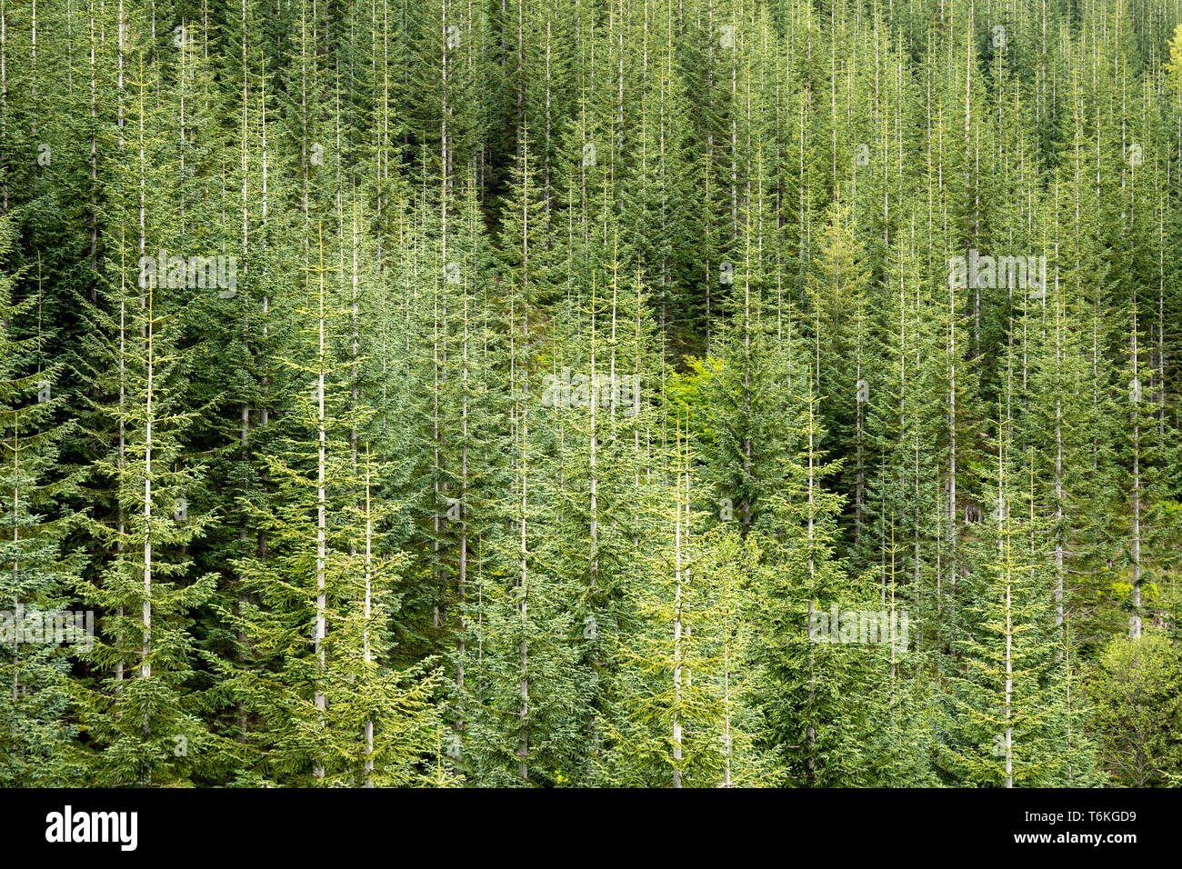 Pine tree forest with short-branched trees creating a pattern Stock ...