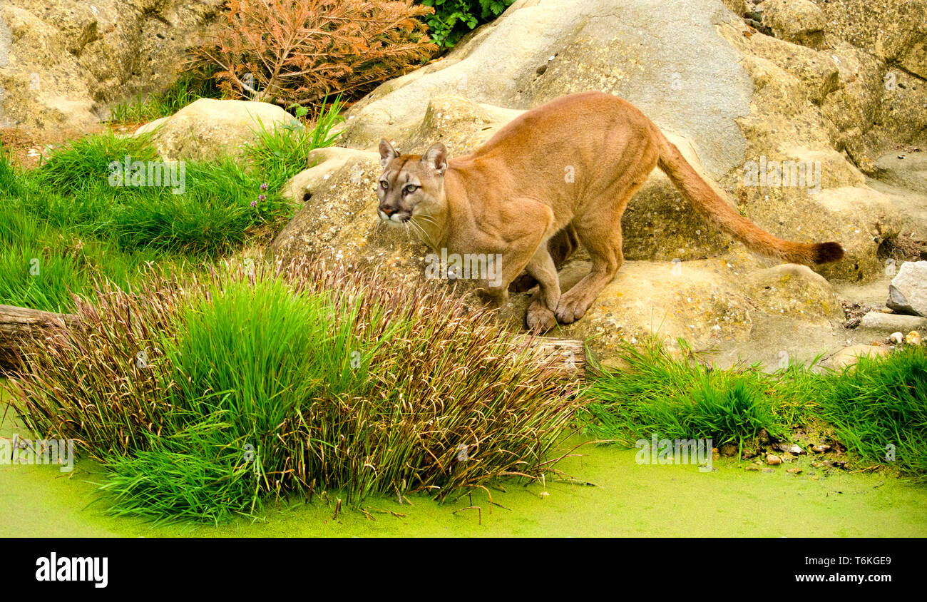 Big puma hi-res stock photography and images - Alamy