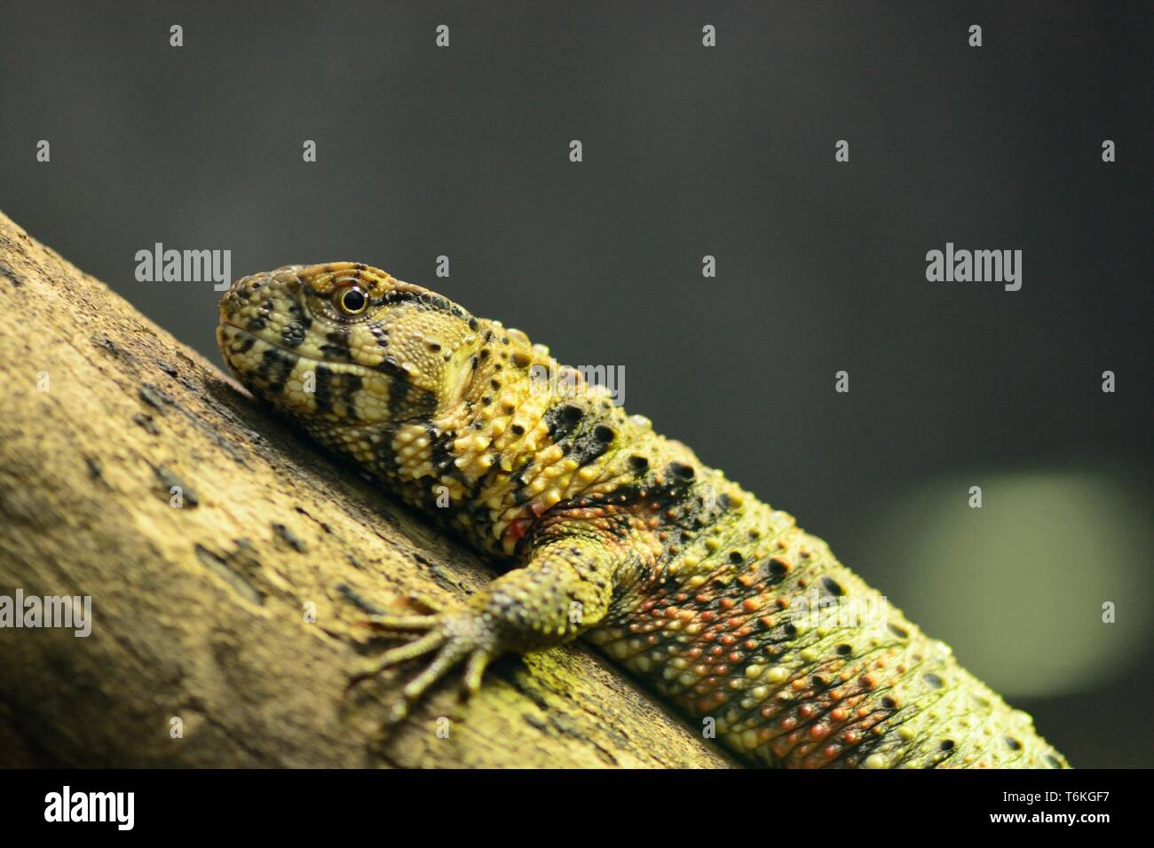 Portrait of a Chinese crocodile lizard (Shinisaurus crocodilurus) on a ...