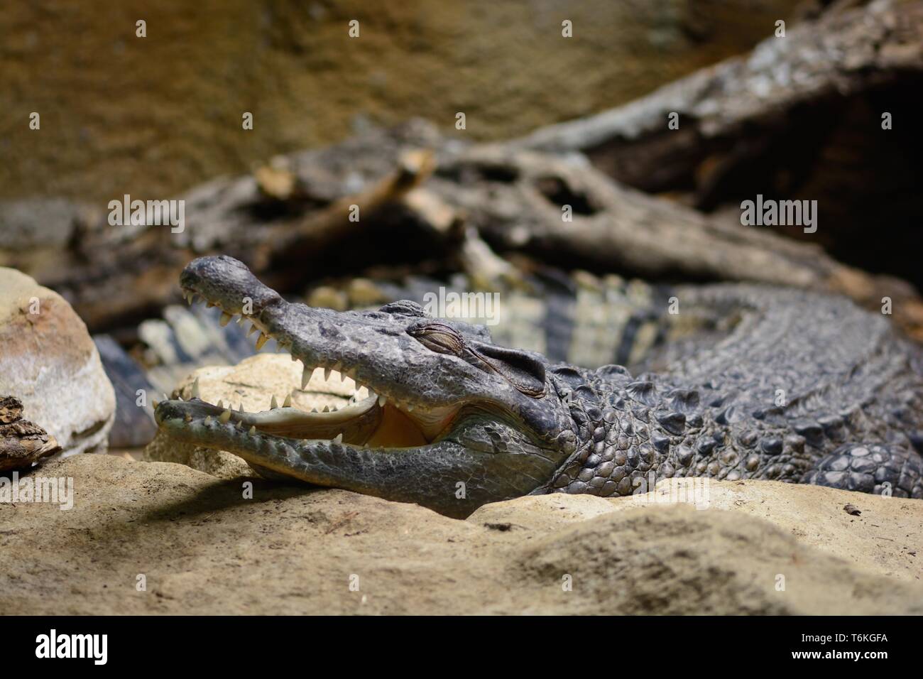 Philippine crocodile hi-res stock photography and images - Alamy