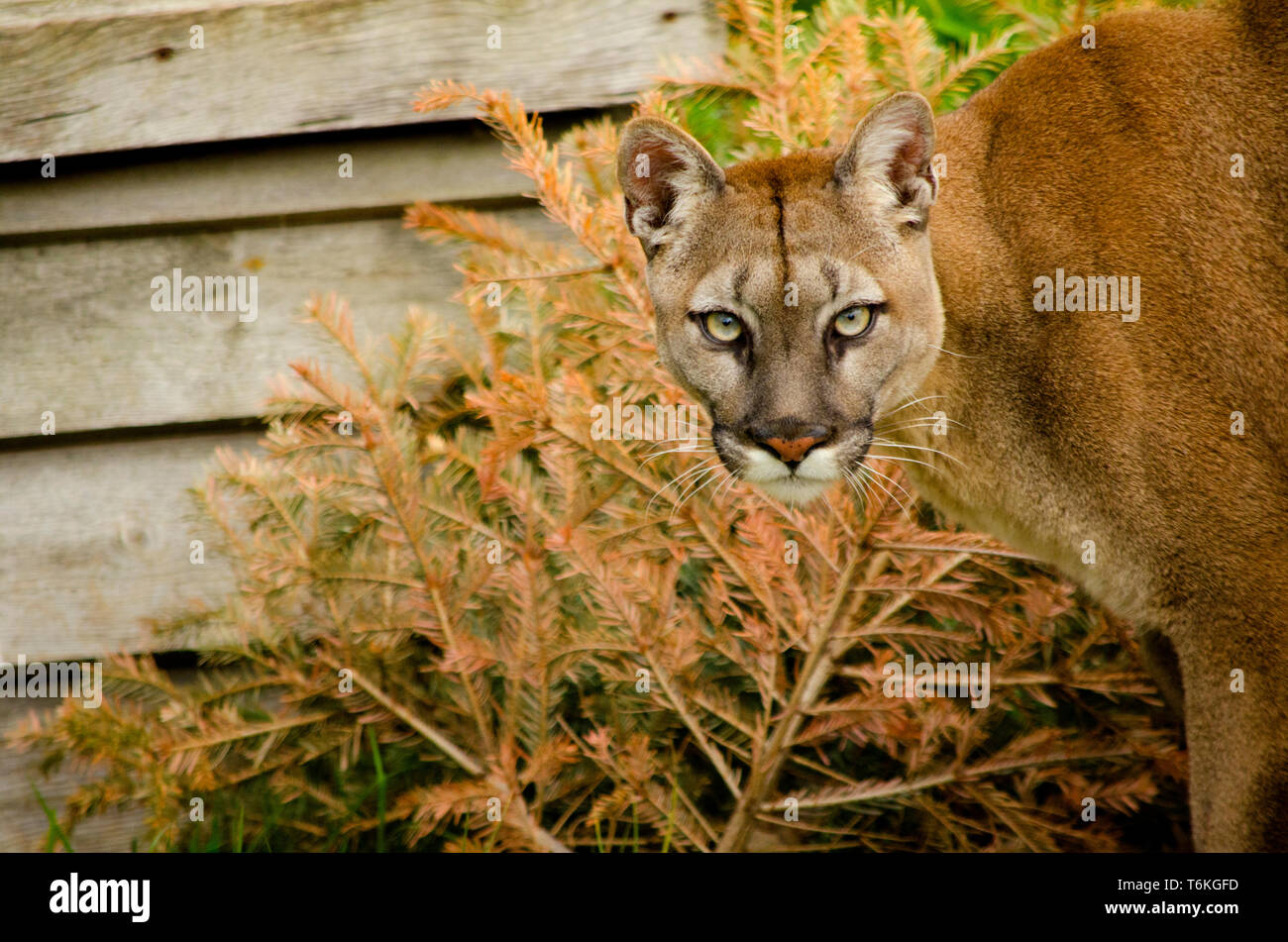 Puma puma hi-res stock photography and images - Alamy