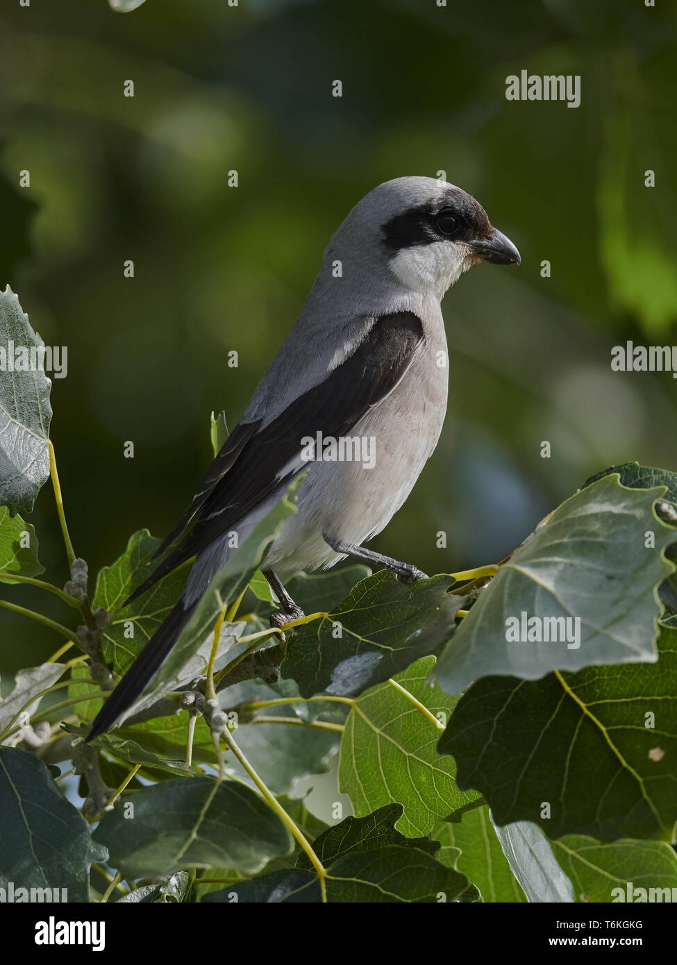 lesser grey shrike, Lanius minor, schwarzstirnwuerger Stock Photo - Alamy