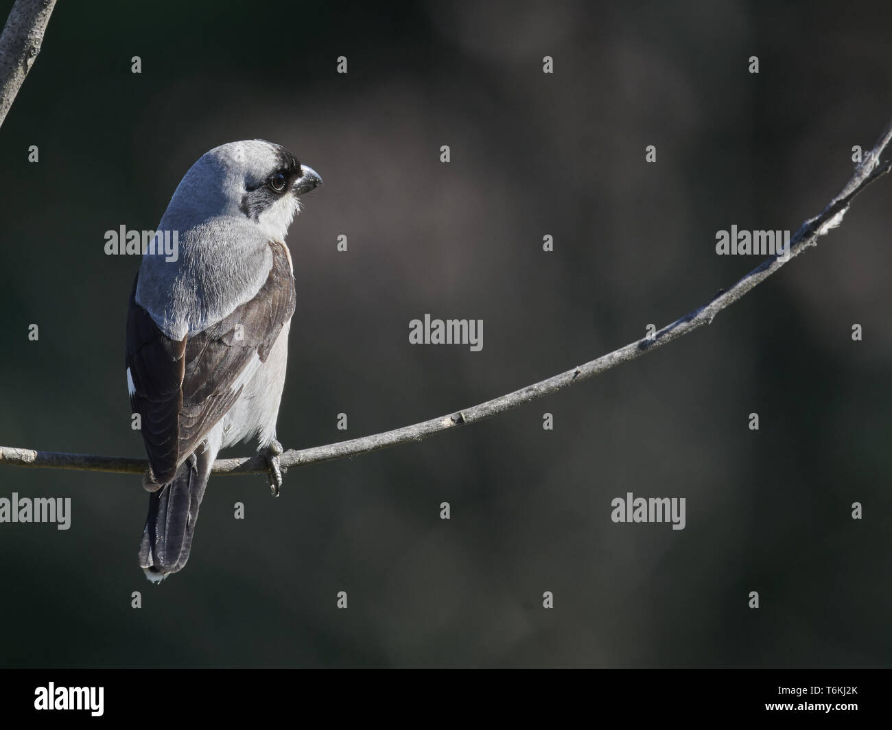lesser grey shrike, Lanius minor, schwarzstirnwuerger Stock Photo - Alamy