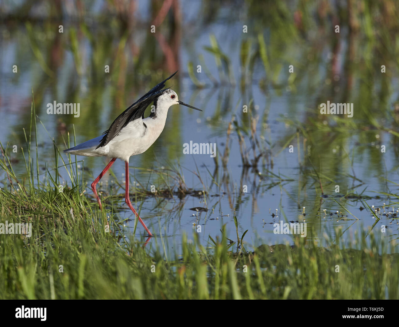 Common Stilt, Himantopus himantopus, North Sea, Europe Stock Photo - Alamy