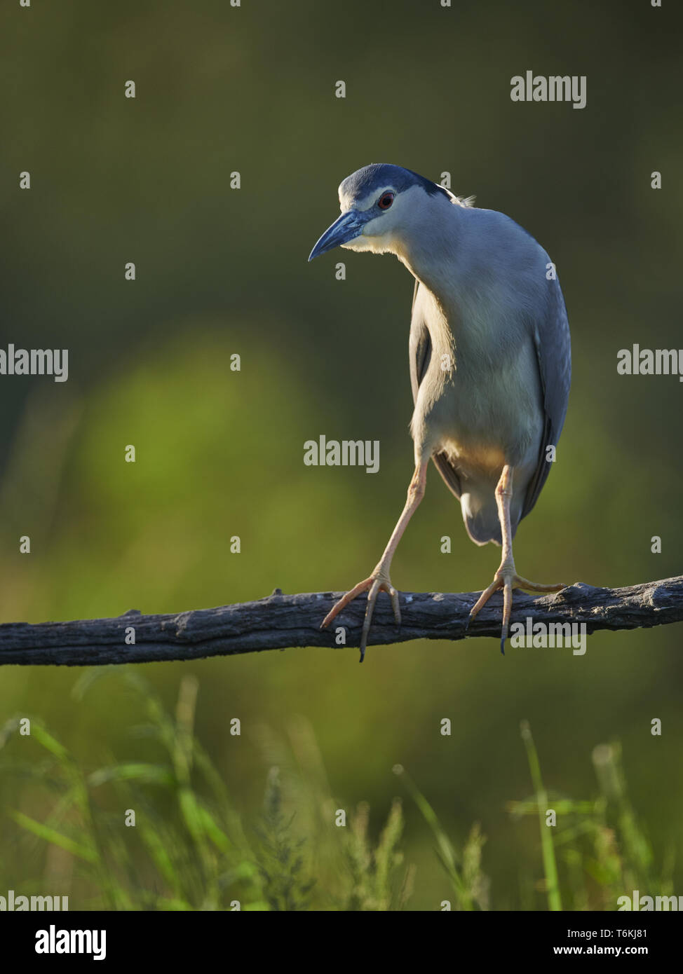 black-crowned night heron, Nycticorax nycticorax Stock Photo - Alamy