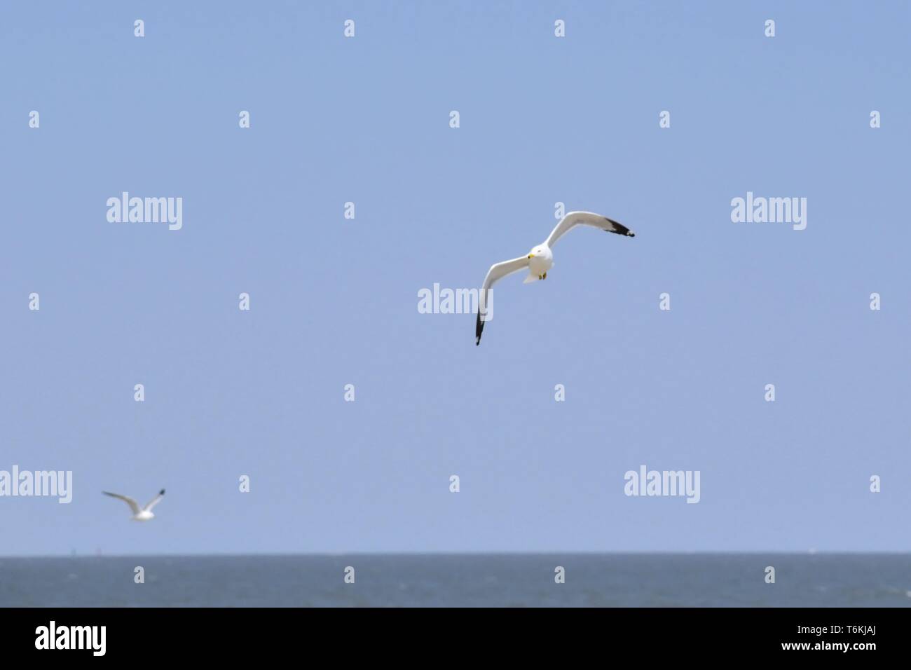 Pair of seagulls flying high over a calm ocean Stock Photo - Alamy