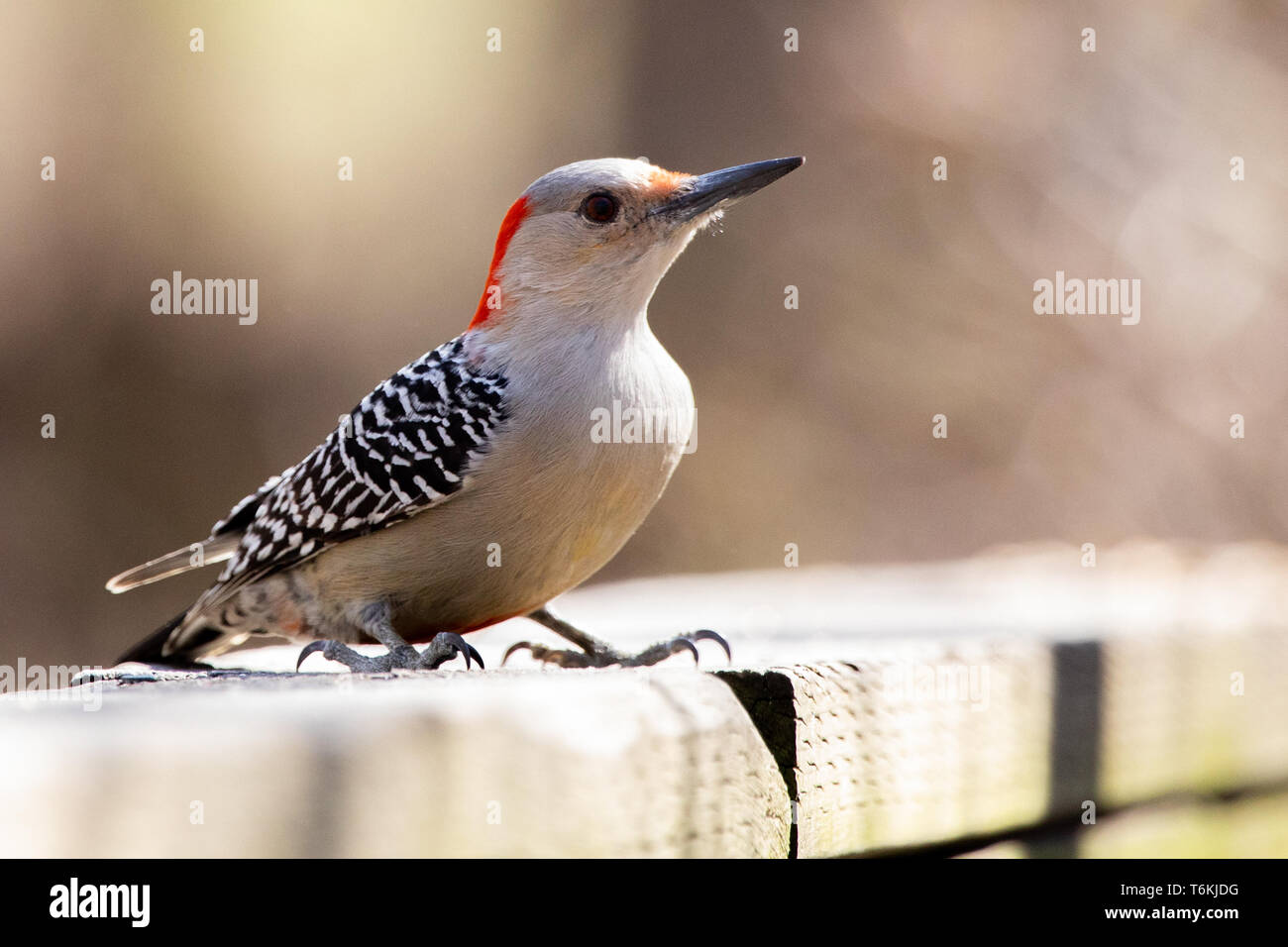 Fauna Avian Colourful Colorful Bird Birds Red Bellied Woodpecker Stock ...