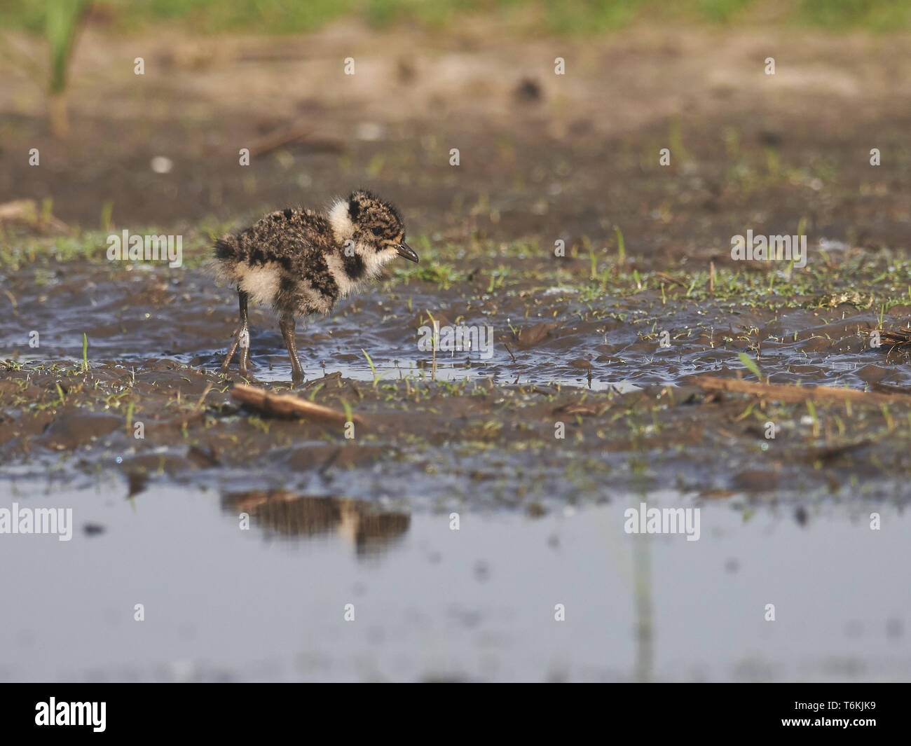 Peewit or kiewitz hi-res stock photography and images - Alamy