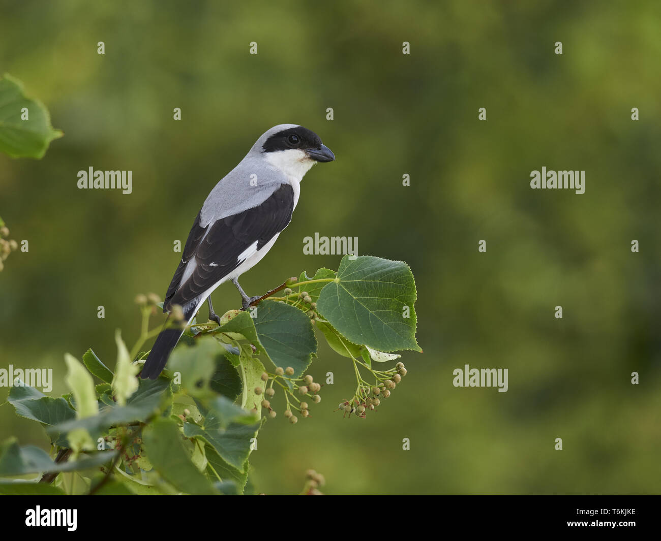 lesser grey shrike, Lanius minor, schwarzstirnwuerger Stock Photo - Alamy