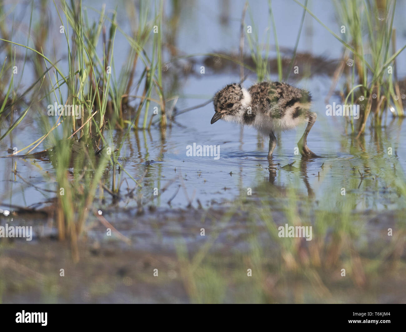 Peewit hi-res stock photography and images - Alamy