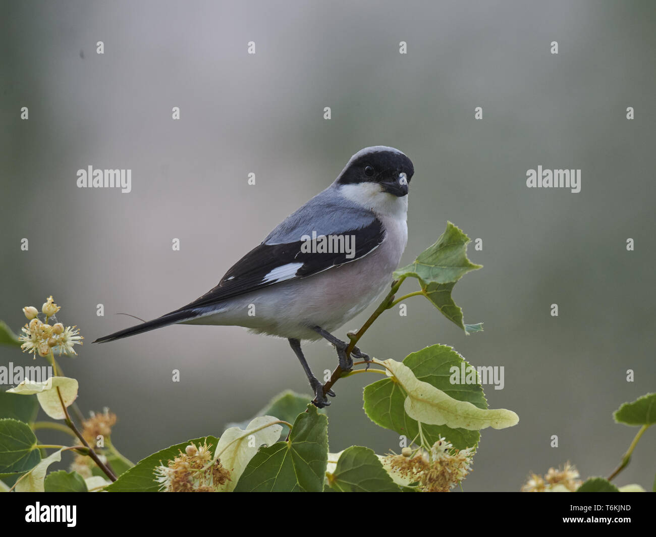lesser grey shrike, Lanius minor, schwarzstirnwuerger Stock Photo - Alamy