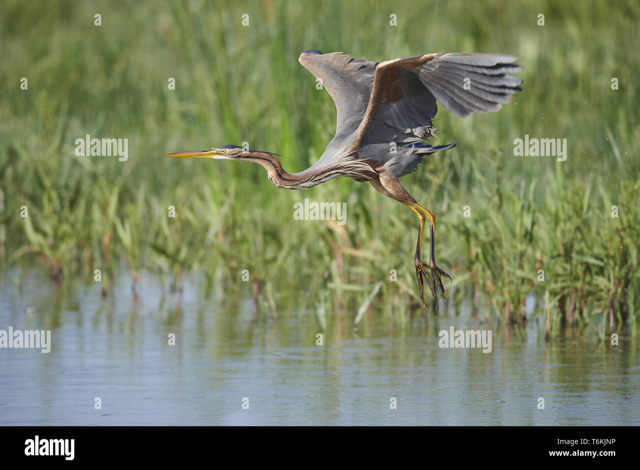 Purple Heron, Ardea purpurea, in hungary, europe Stock Photo - Alamy