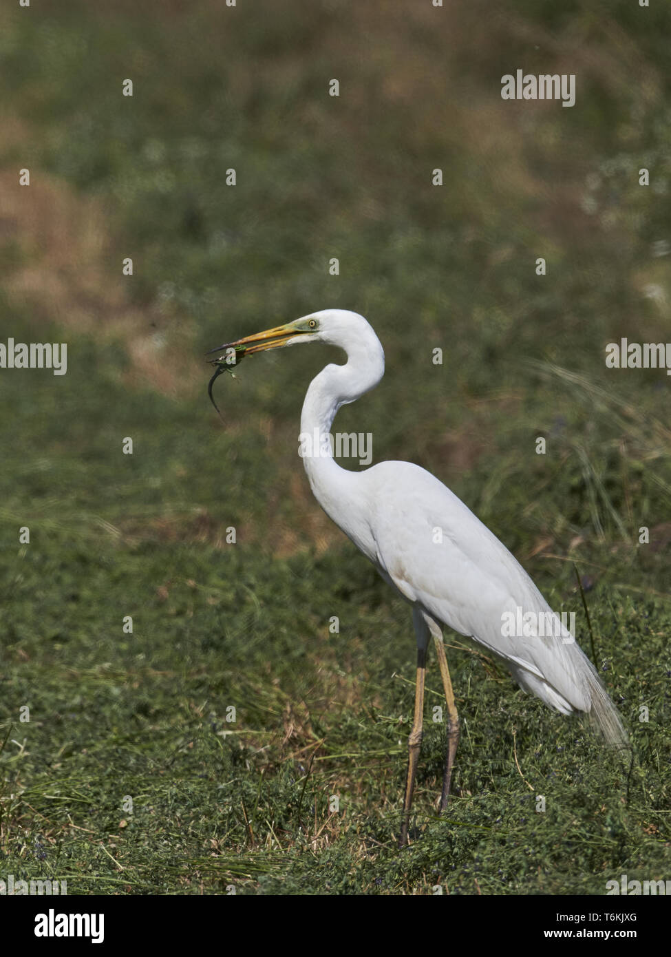 Great egret, Adrea Alba Stock Photo - Alamy