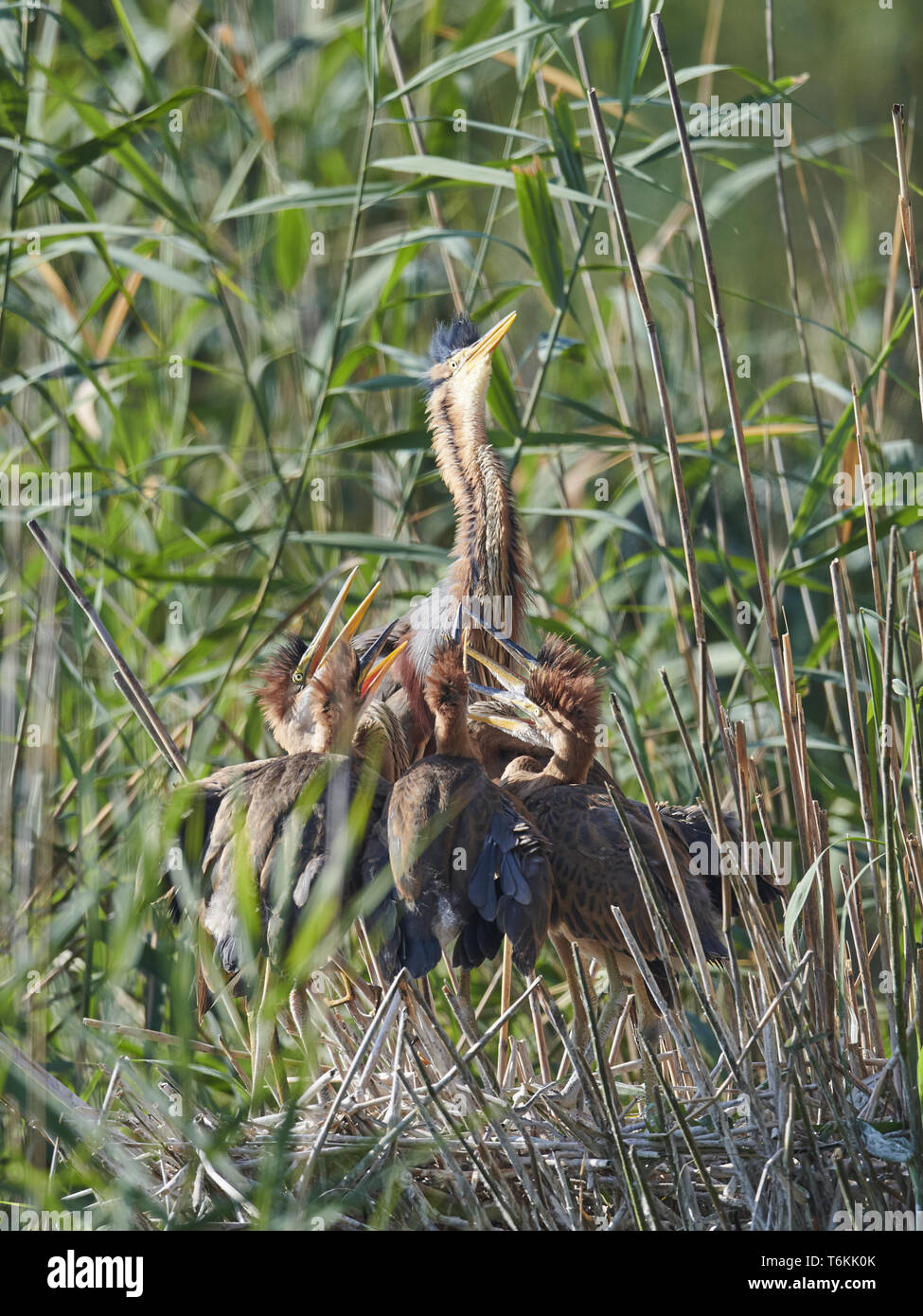 Purple Heron, Ardea purpurea, in hungary, europe Stock Photo - Alamy