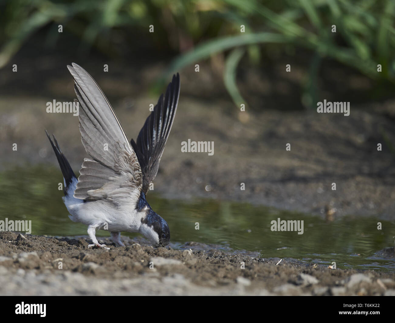 Delichon urbicum hi-res stock photography and images - Alamy