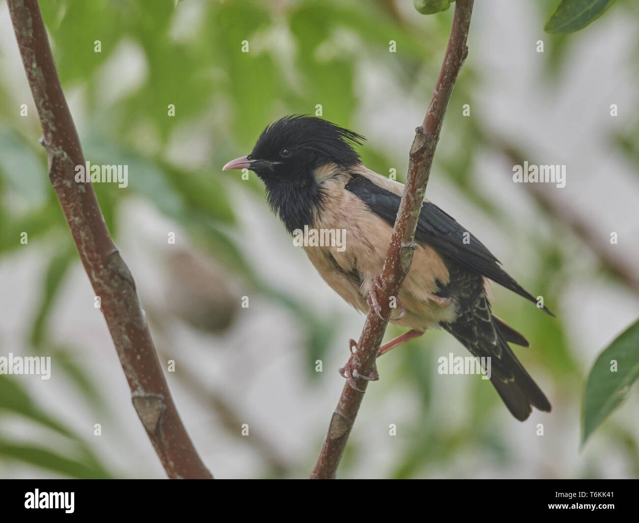 Rosy starling, Pastor roseus Stock Photo - Alamy
