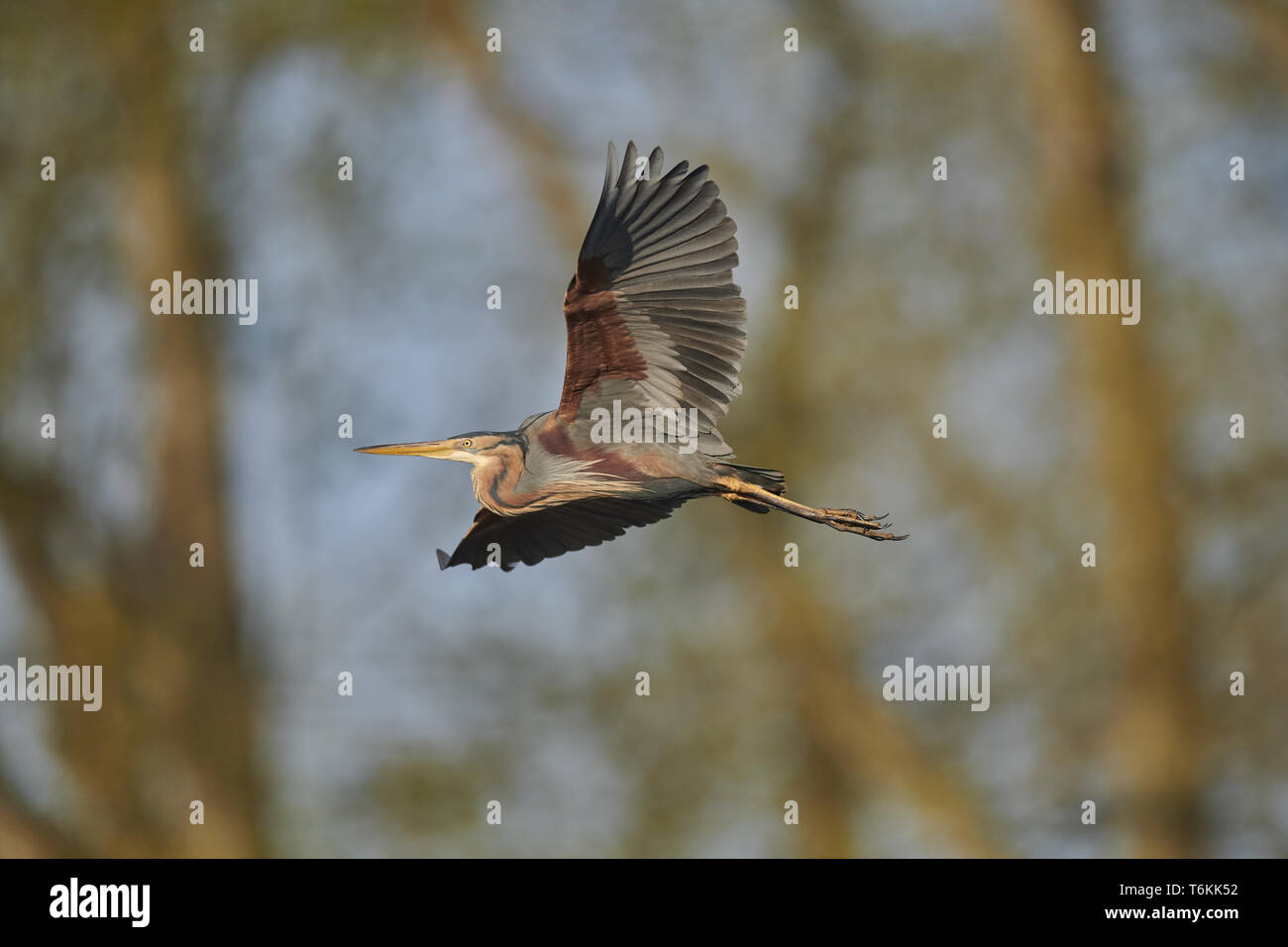 Purple Heron, Ardea purpurea, in hungary, europe Stock Photo - Alamy