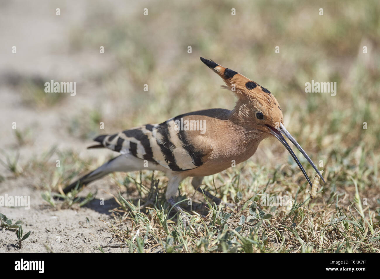 Eurasian hoopoe [Upupa epops] Stock Photo - Alamy