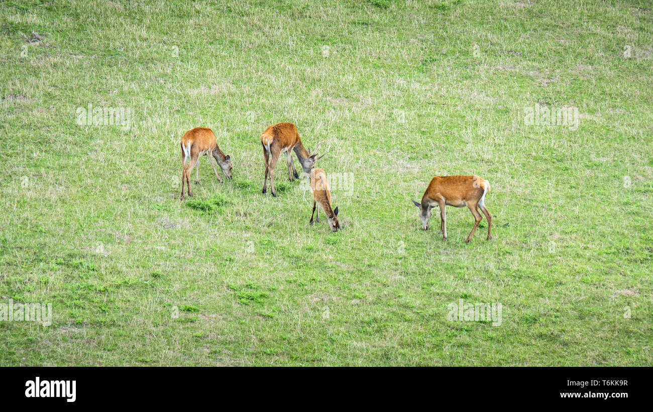 Young red deer in grass hi-res stock photography and images - Alamy