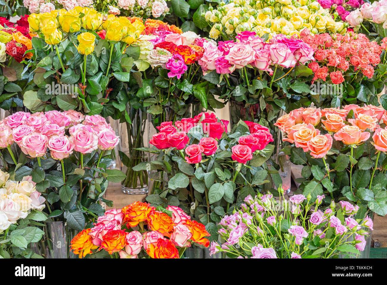 Roses of different colors for sale at Dutch flower store Stock Photo ...