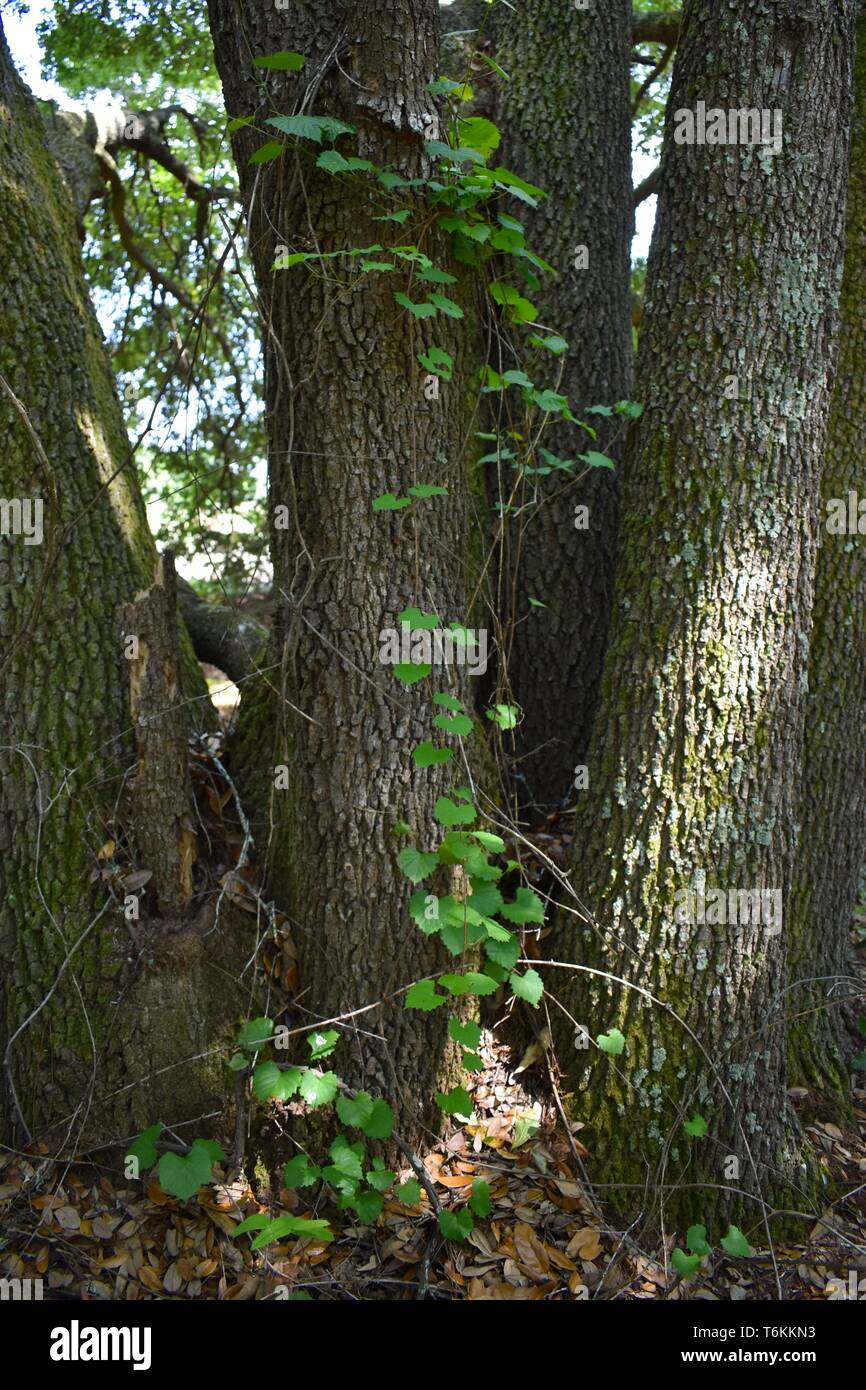 Vine climbing an old oak tree Stock Photo - Alamy