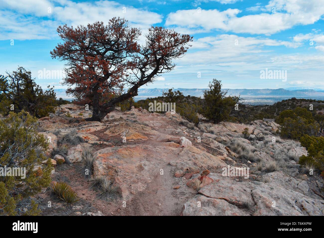 Dead bush in desert hi-res stock photography and images - Alamy