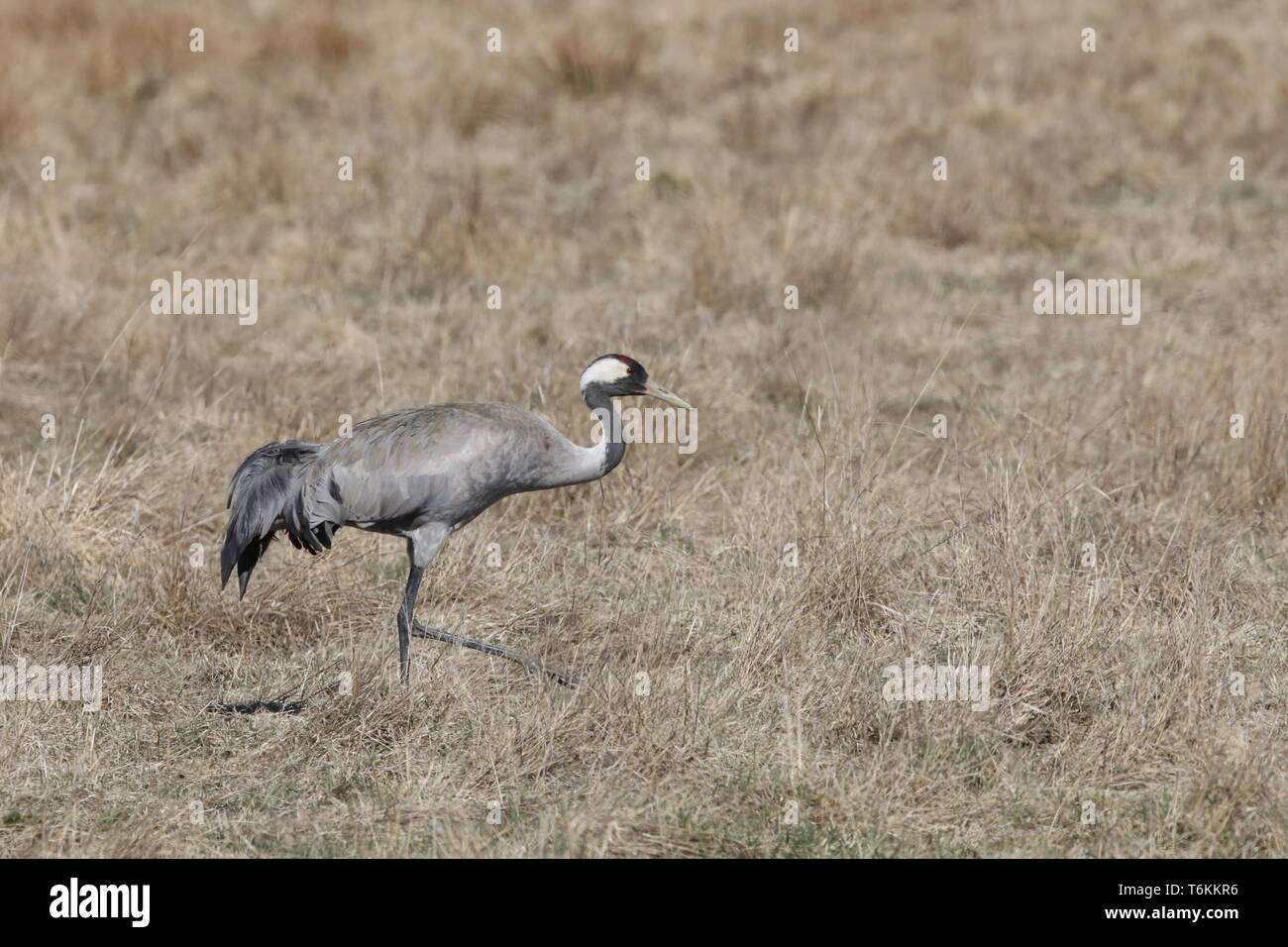 Common crane close up hi-res stock photography and images - Alamy