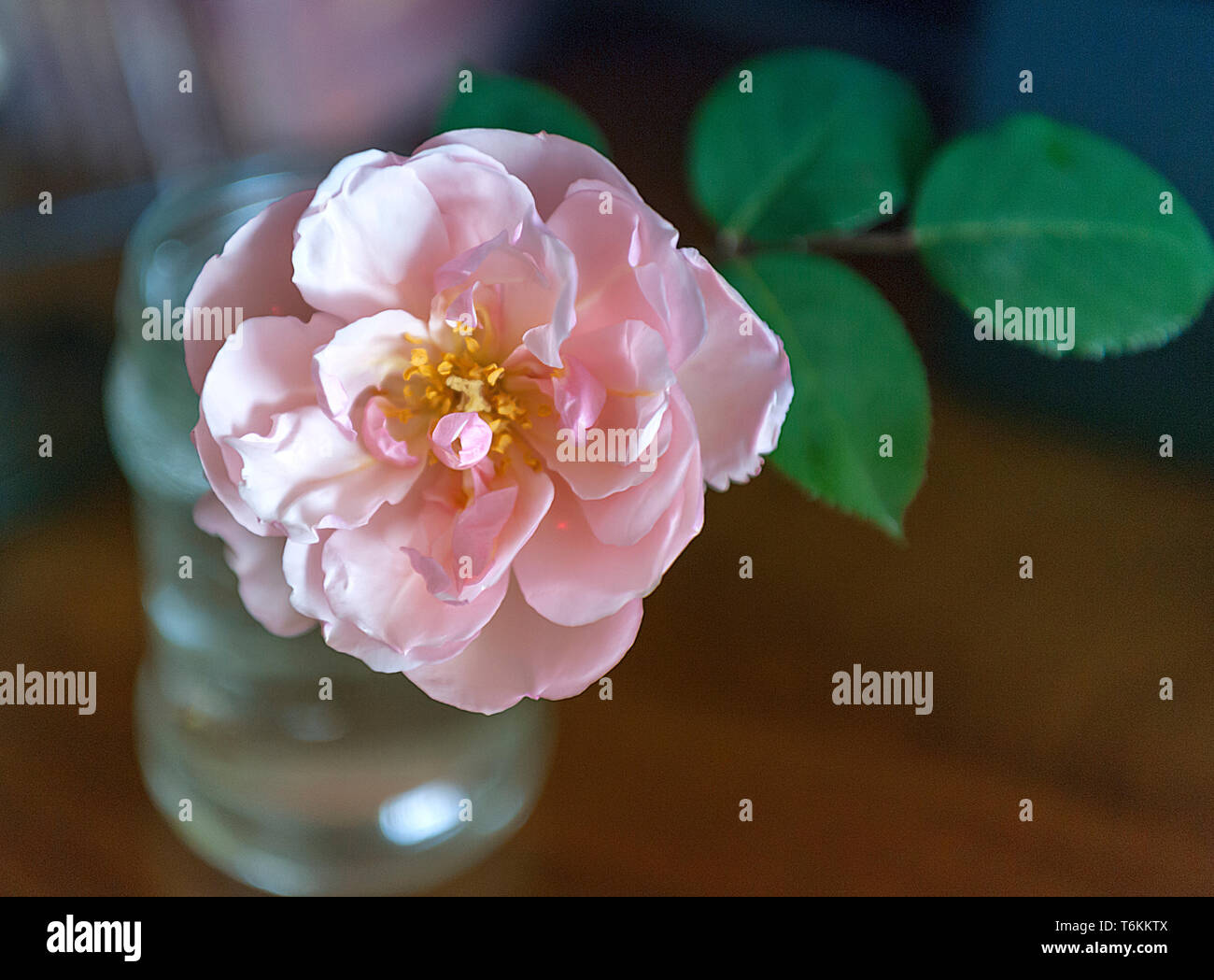 Pink rose in the jar filled with water Stock Photo - Alamy
